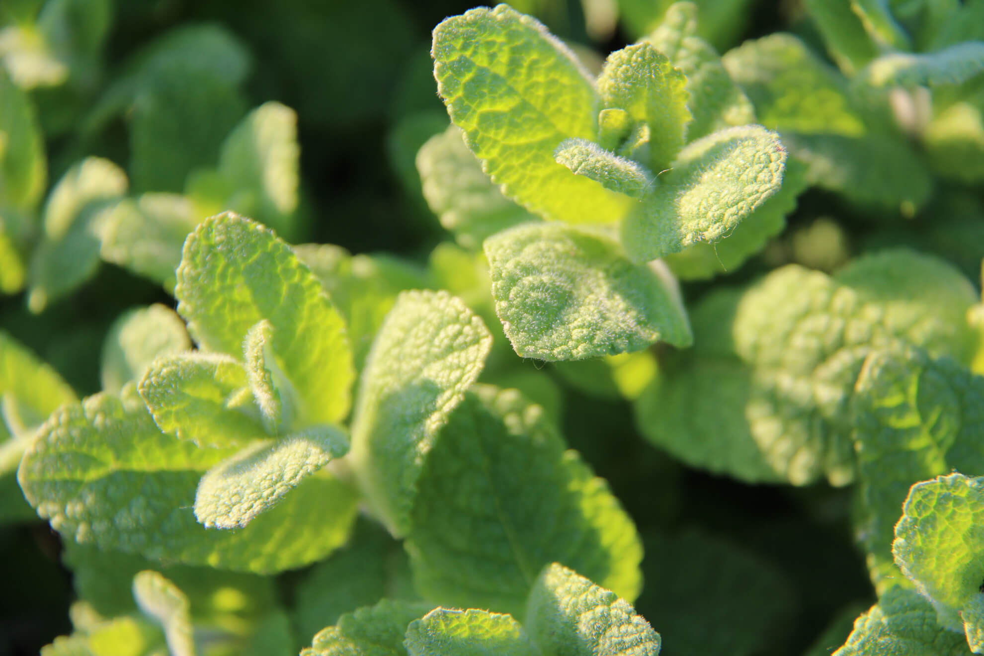 Peppermint - Eminence Certified Organic Farm